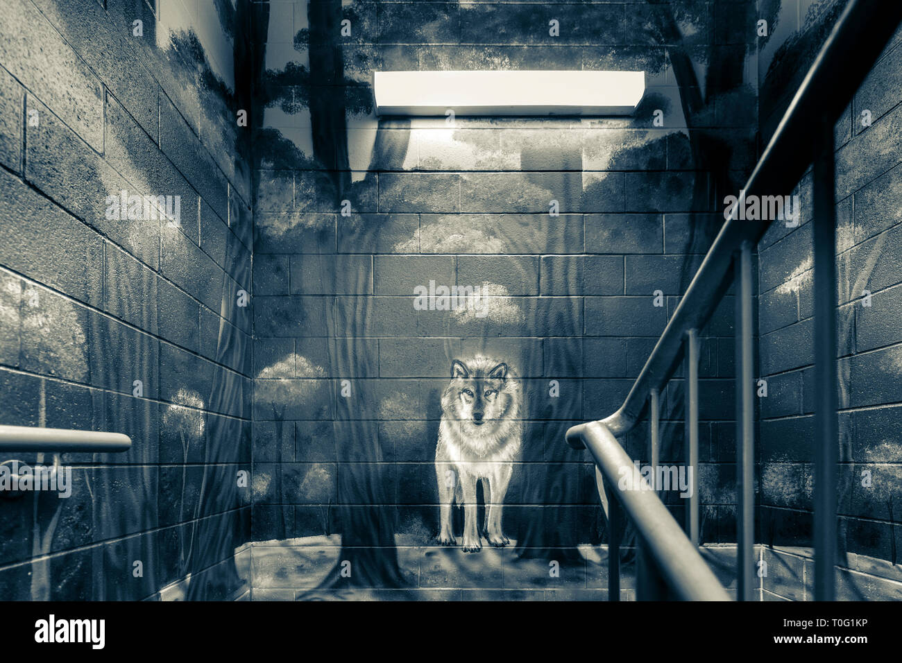 Wolf mural on a staircase inside a building Stock Photo - Alamy