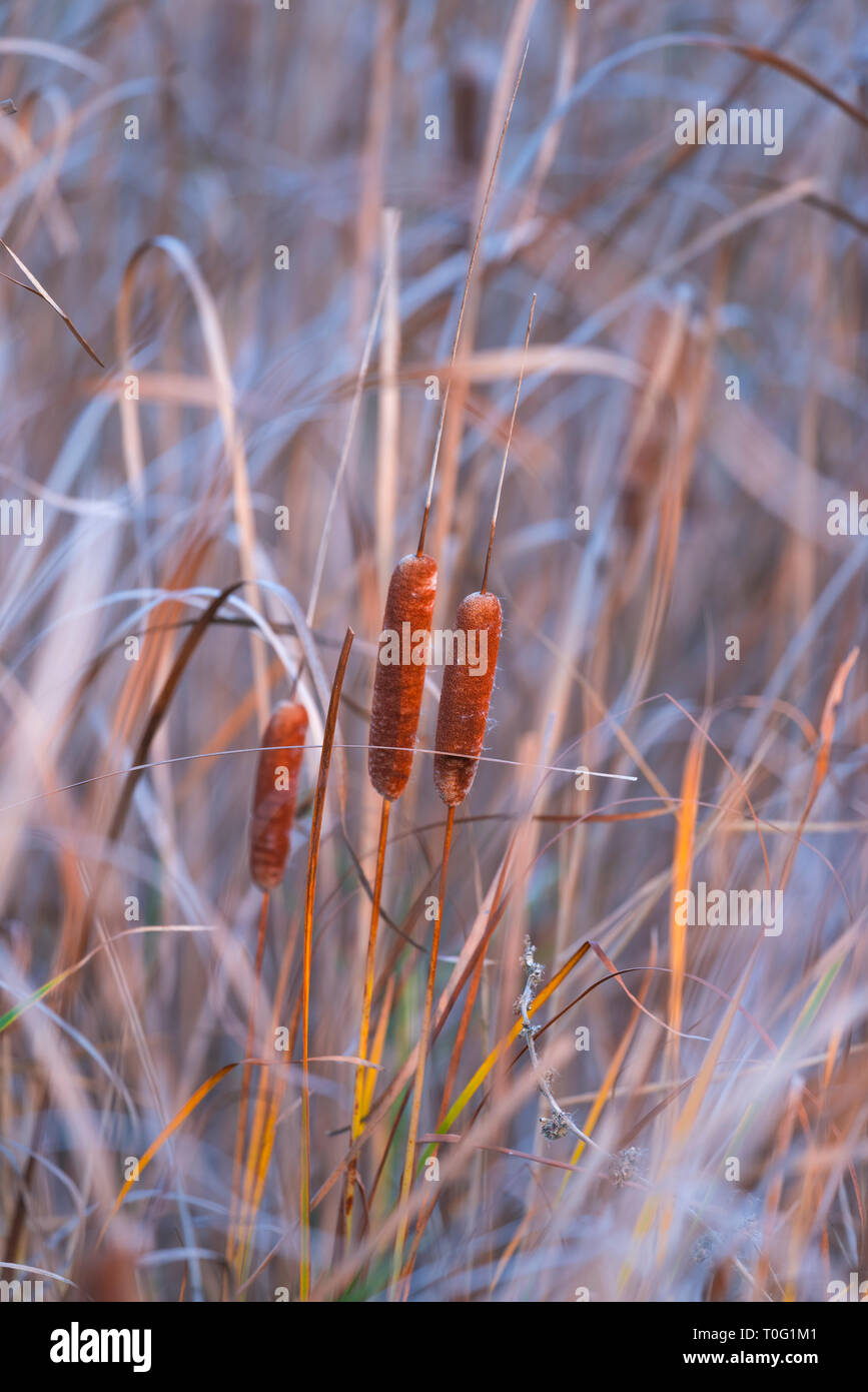 Flora, Wetland detail, Danube Delta, UNESCO WORLD HERITAGE, Tulcea ...