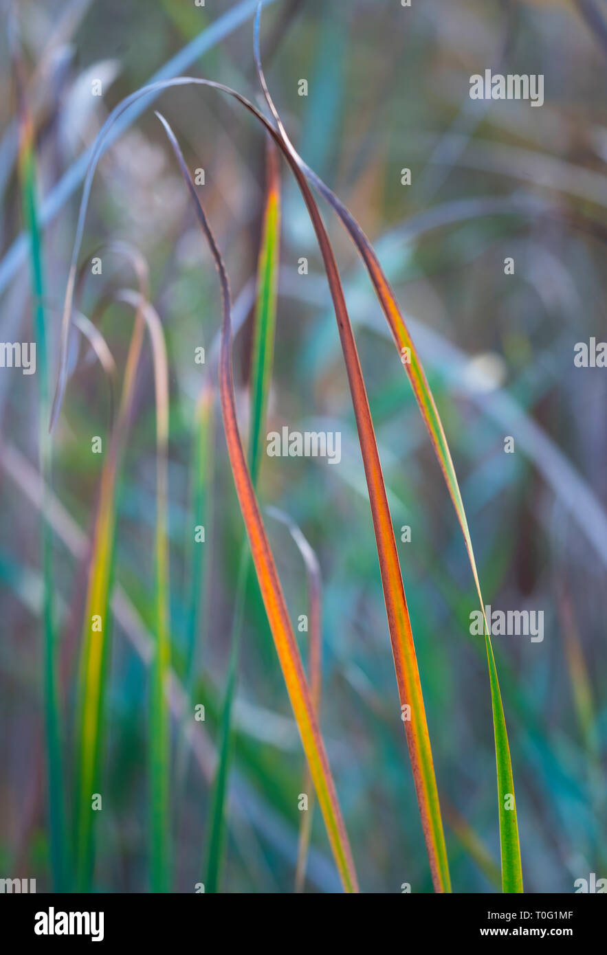 Flora, Wetland detail, Danube Delta, UNESCO WORLD HERITAGE, Tulcea ...