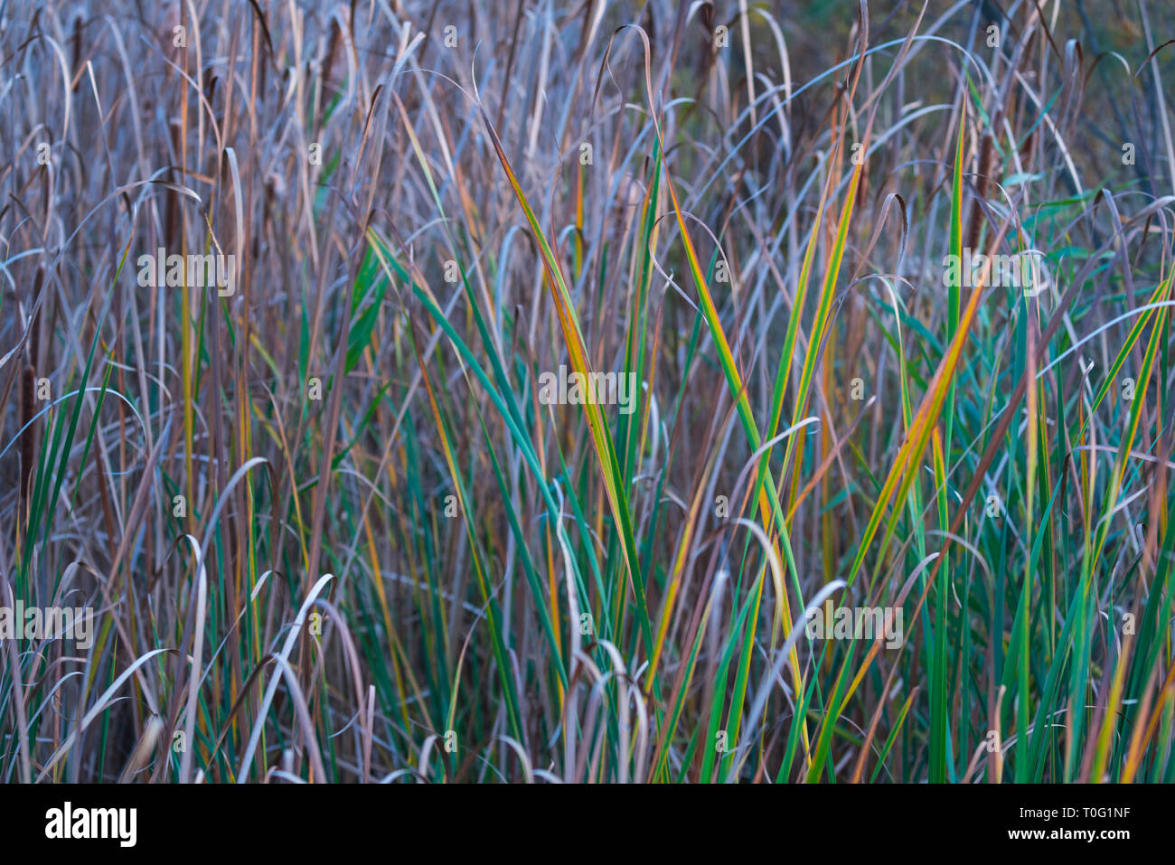 Flora, Wetland detail, Danube Delta, UNESCO WORLD HERITAGE, Tulcea ...