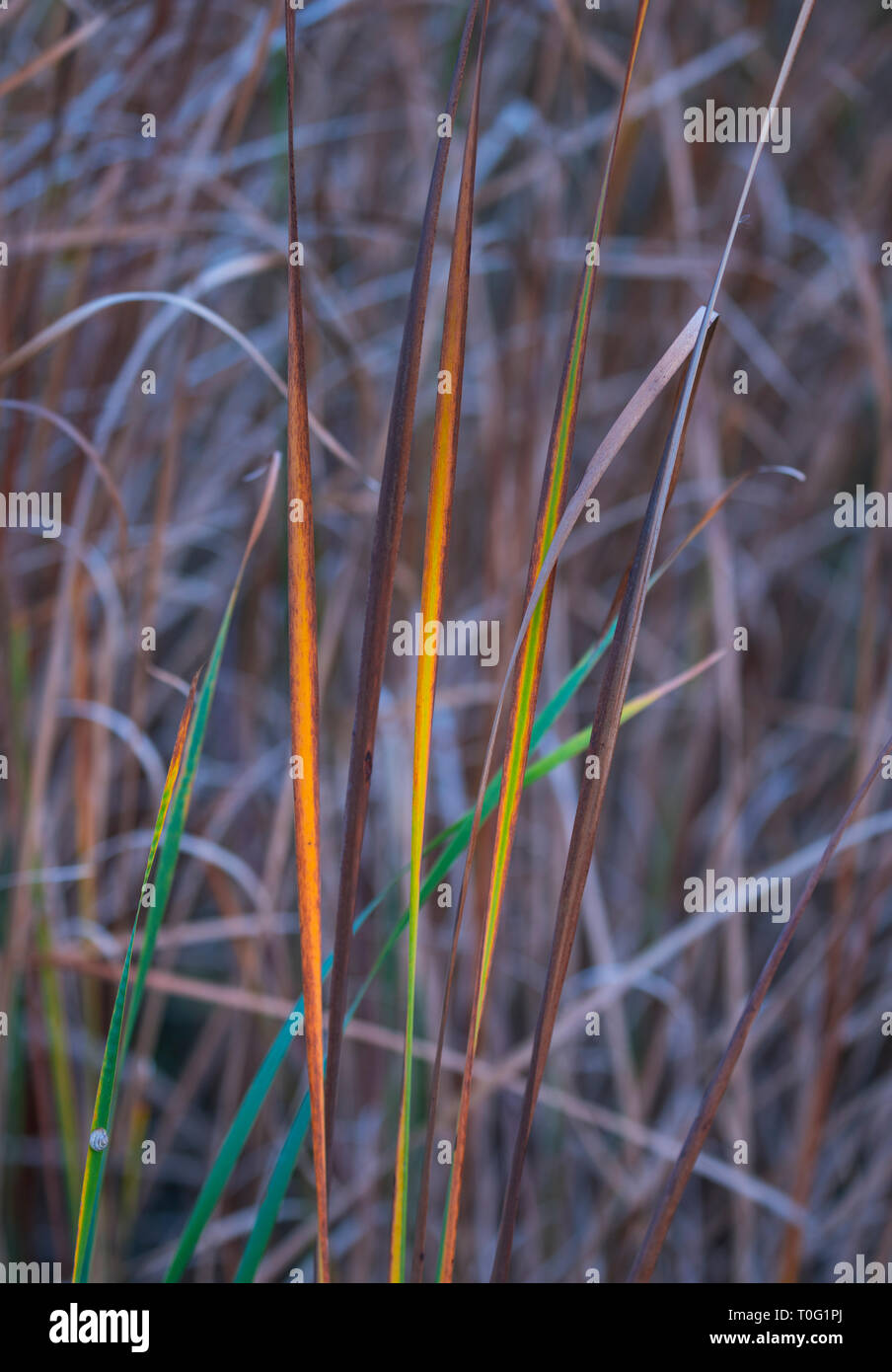 Flora, Wetland detail, Danube Delta, UNESCO WORLD HERITAGE, Tulcea ...