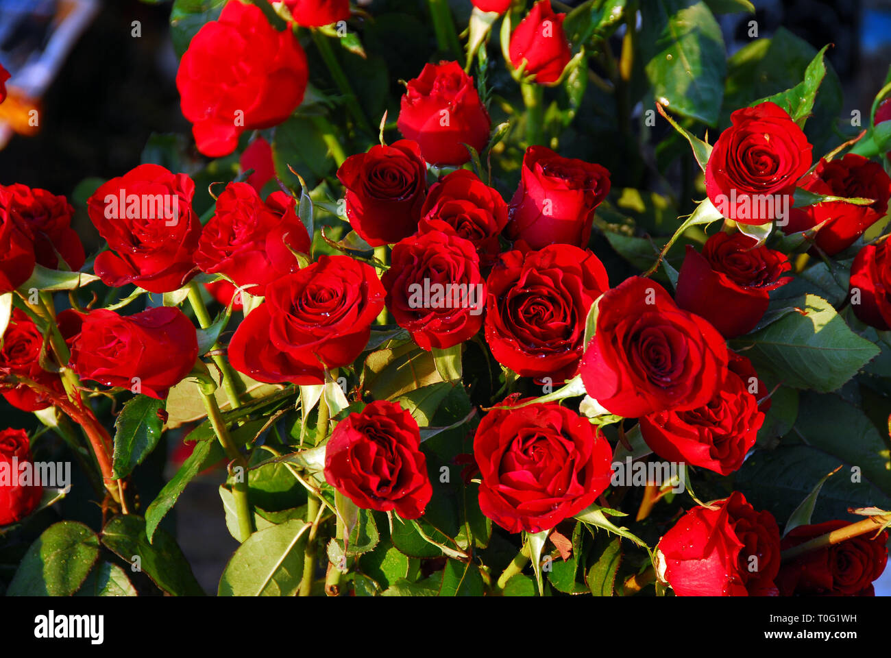 06 may 2008 hi-res stock photography and images - Alamy