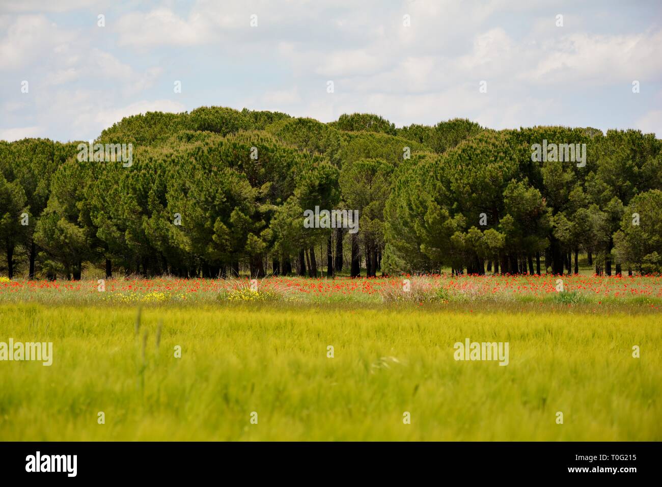 Field of poppies with trees hi-res stock photography and images - Alamy