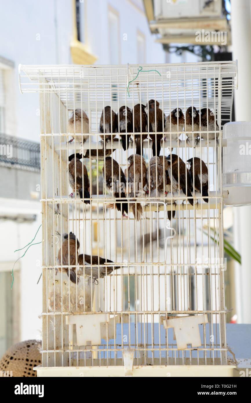 birdcage, bird cage Stock Photo - Alamy