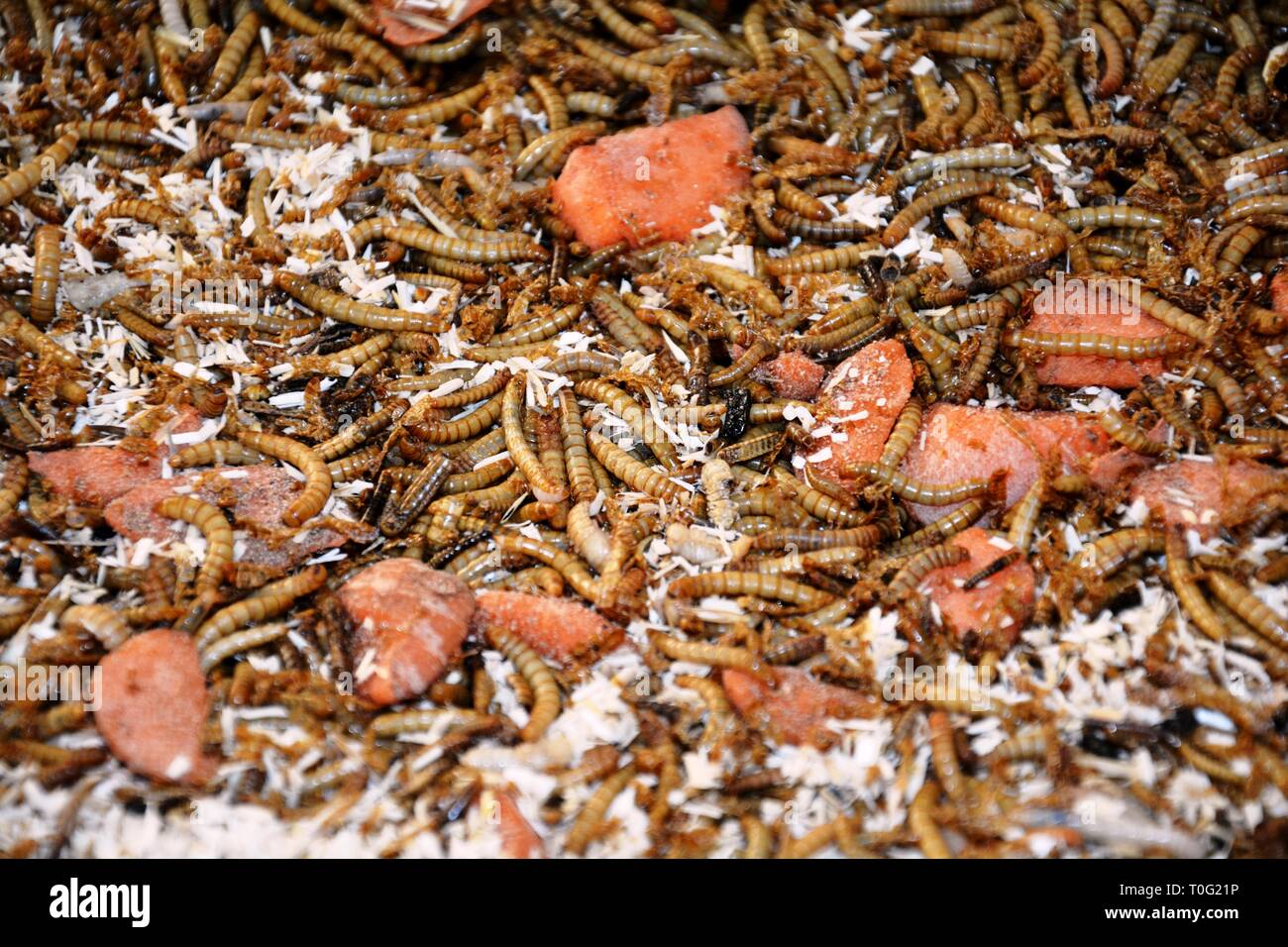 Eat earthworms hi-res stock photography and images - Alamy