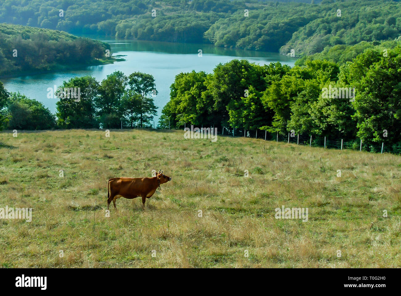 Istanbul, Turkey, 22 May 2006: Cow in Grass with the view of the dam ...