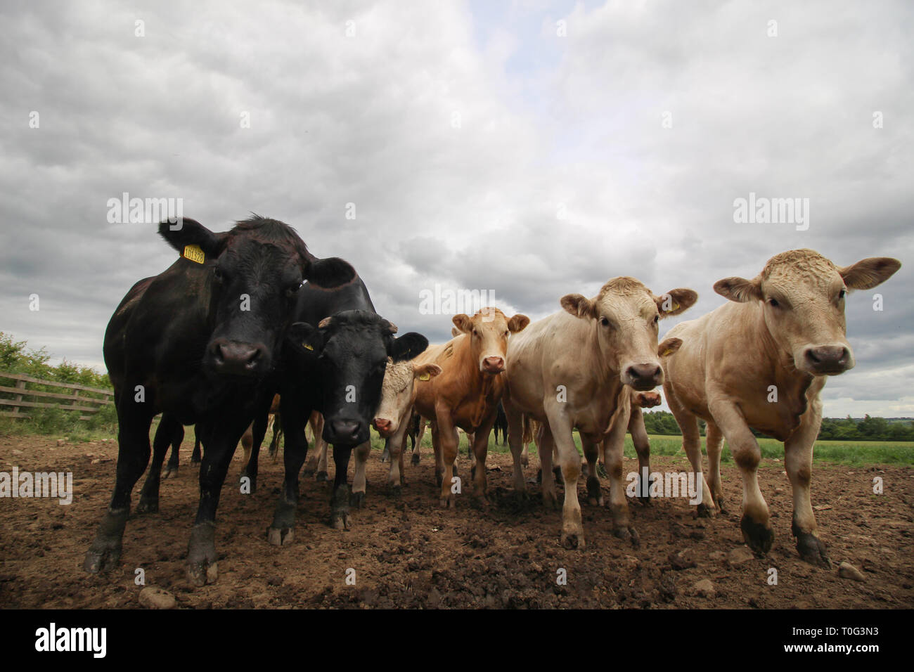 Flock of cows hi-res stock photography and images - Alamy