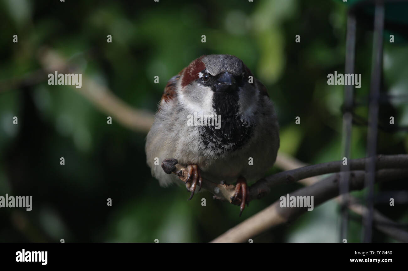 Sparrow Beak