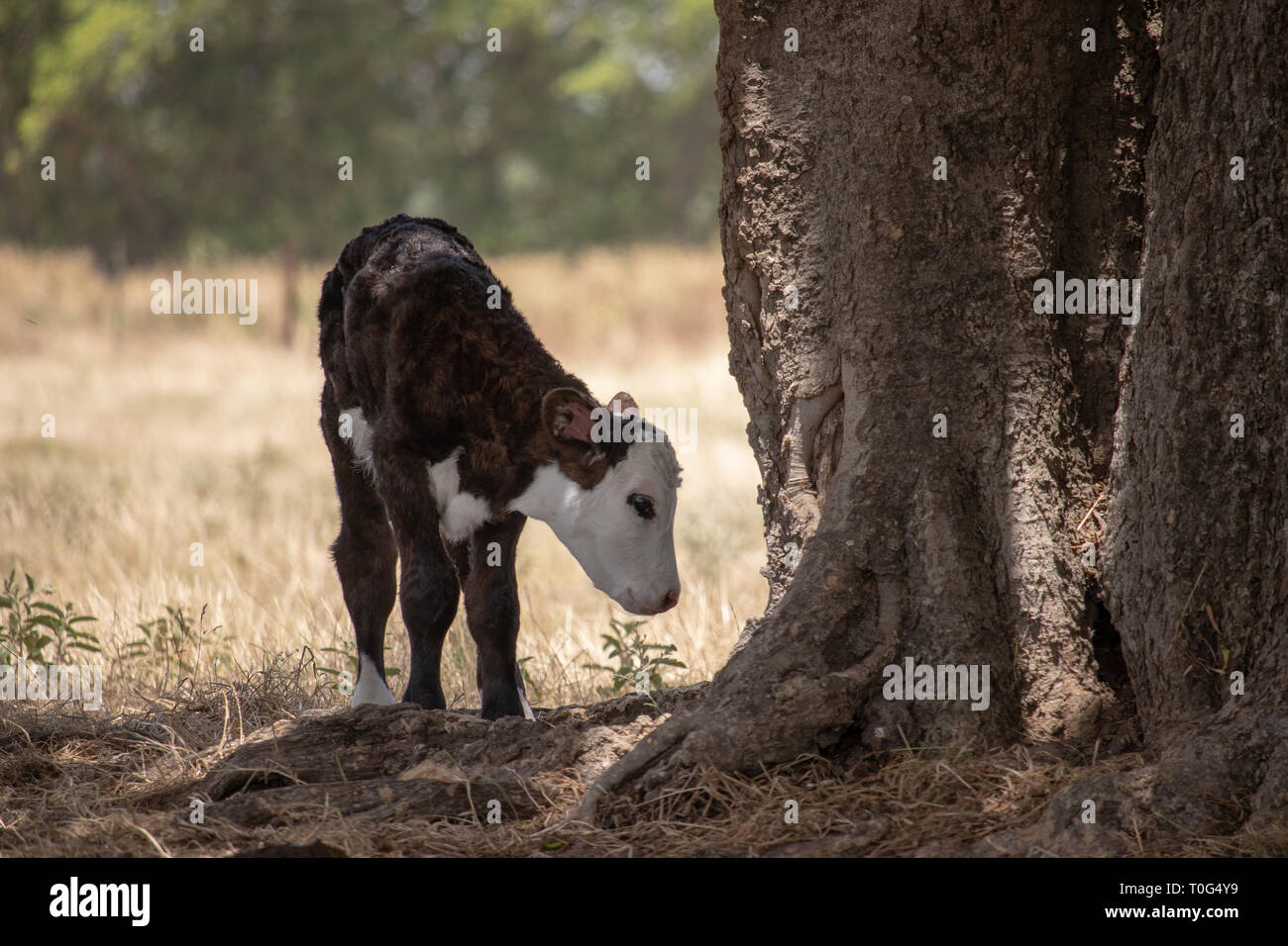 Cow with her new born calf minutes after birth Stock Photo - Alamy