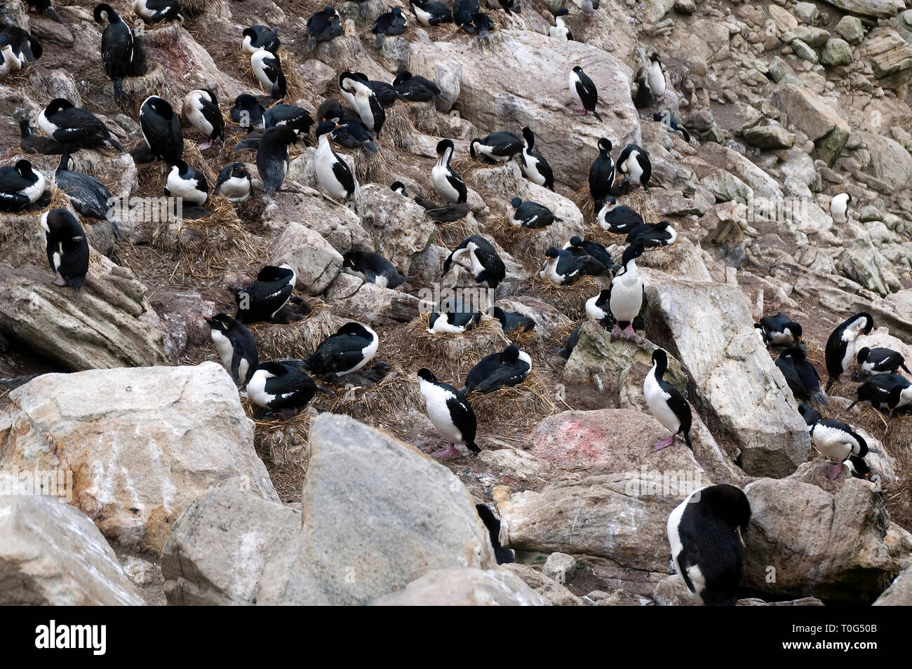 New Island Falkland Islands, nesting shag and southern rockhopper ...