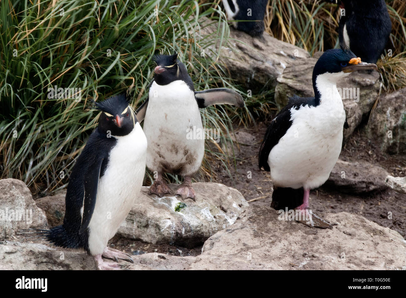 Rockhopper penguin eyebrows hi-res stock photography and images - Alamy
