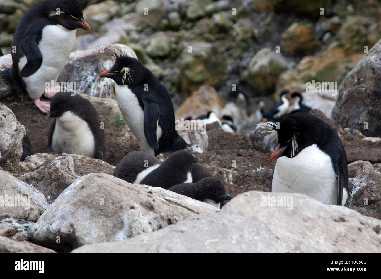 New Island Falkland Islands, Southern Rockhopper penguin rookery Stock ...