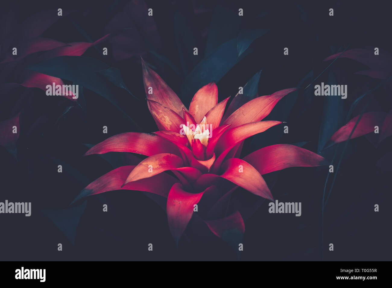 dramatic flower background. Vintage style Stock Photo - Alamy