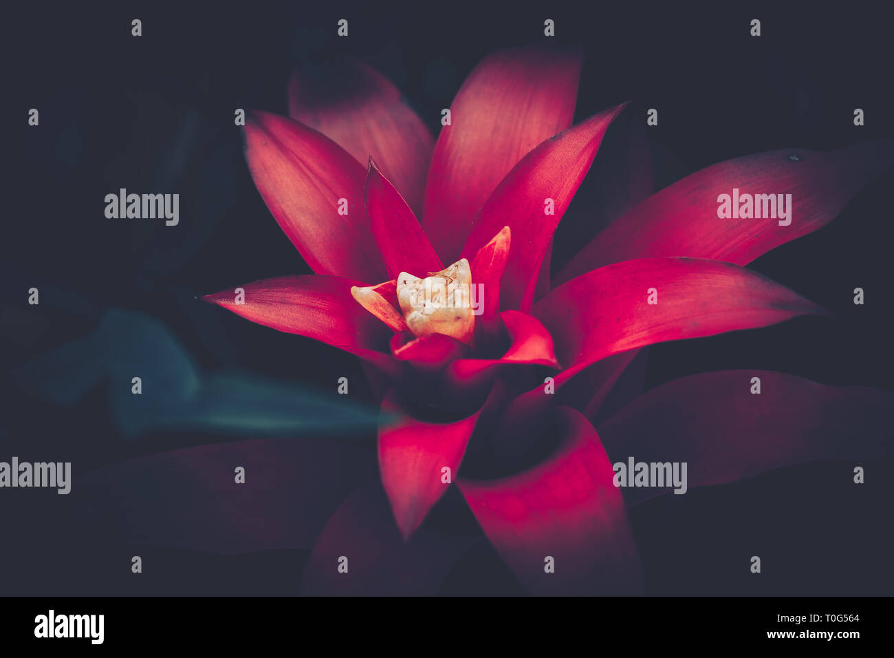 dramatic flower background. Vintage style Stock Photo - Alamy
