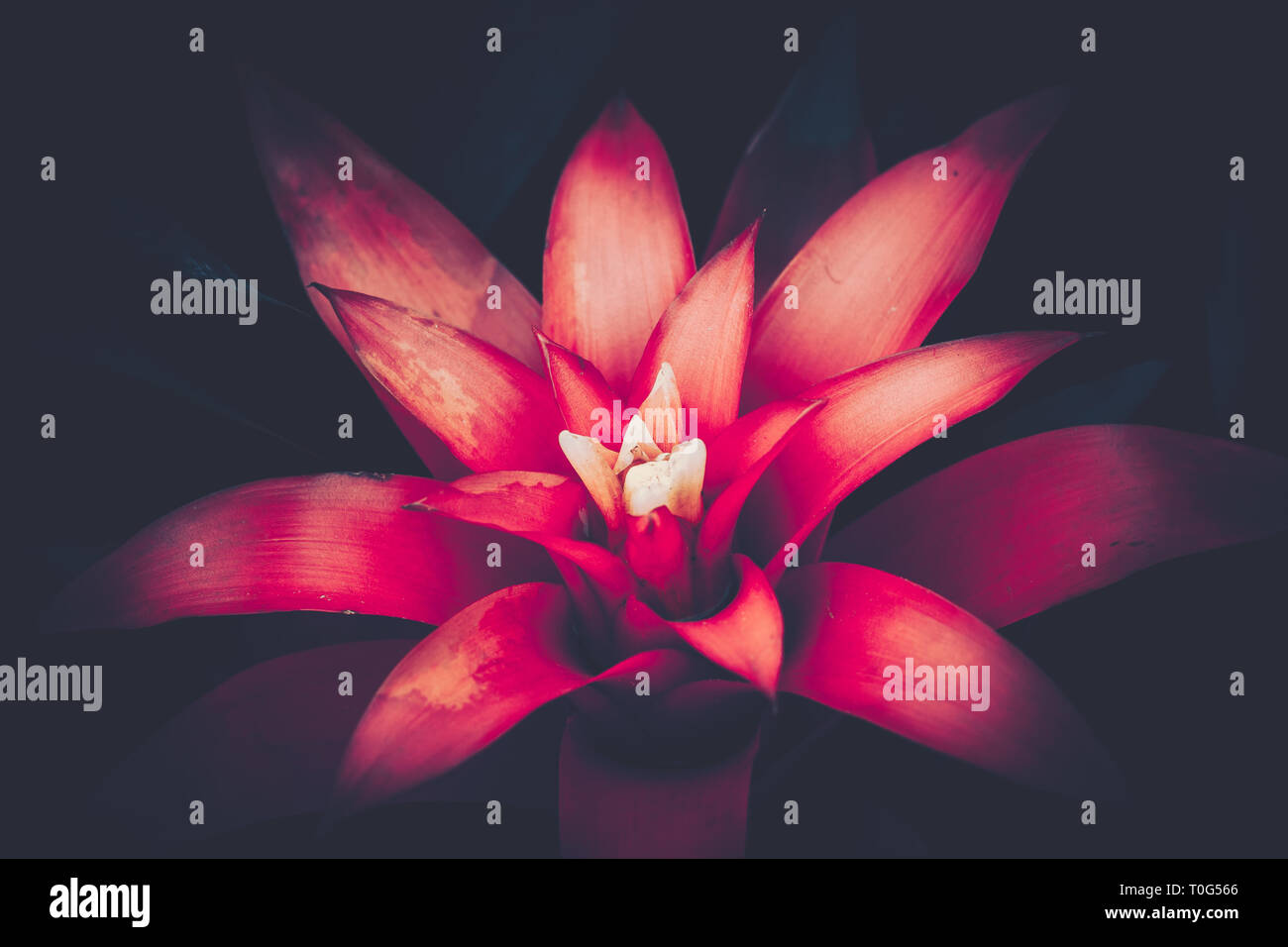dramatic flower background. Vintage style Stock Photo - Alamy