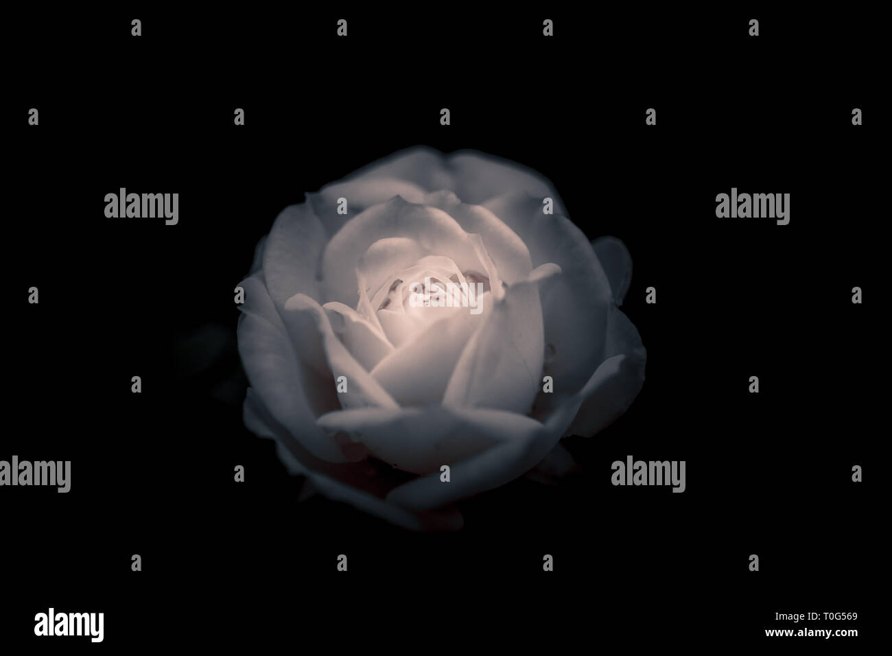 Beautiful Single Rose with Waterdrops on Black Background, Black and ...