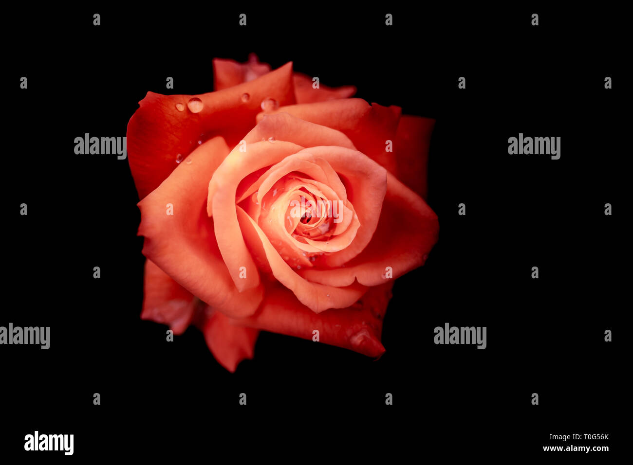 Beautiful Single Rose with Waterdrops on Black Background, Vintage ...