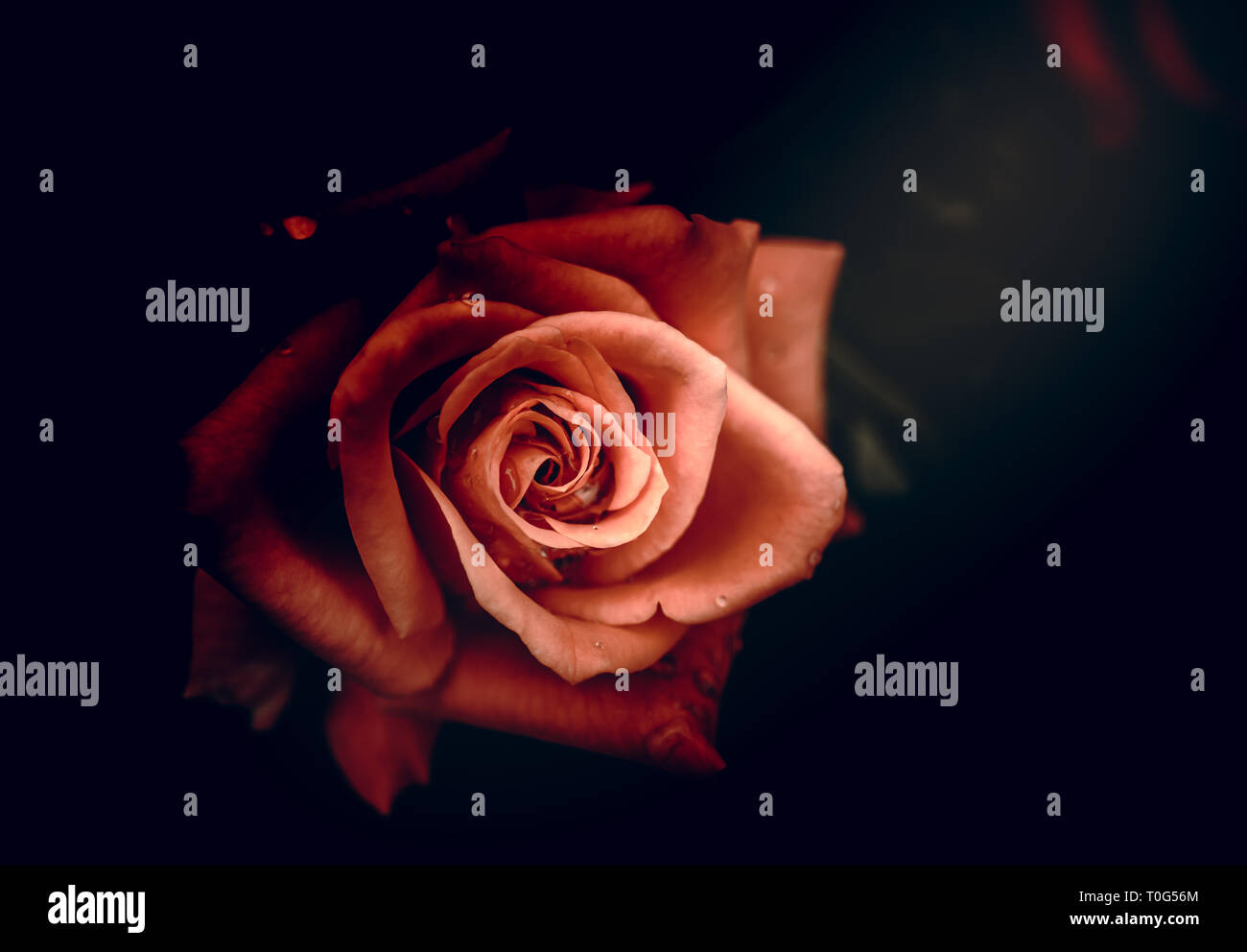 Beautiful Single Rose with Waterdrops on Black Background, Vintage ...