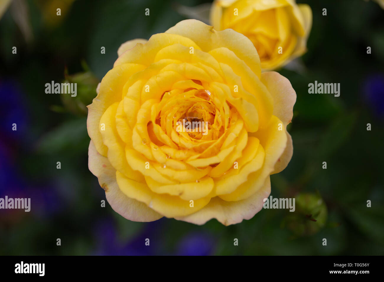 Beautiful Single Rose with Waterdrops on Black Background, Vintage ...