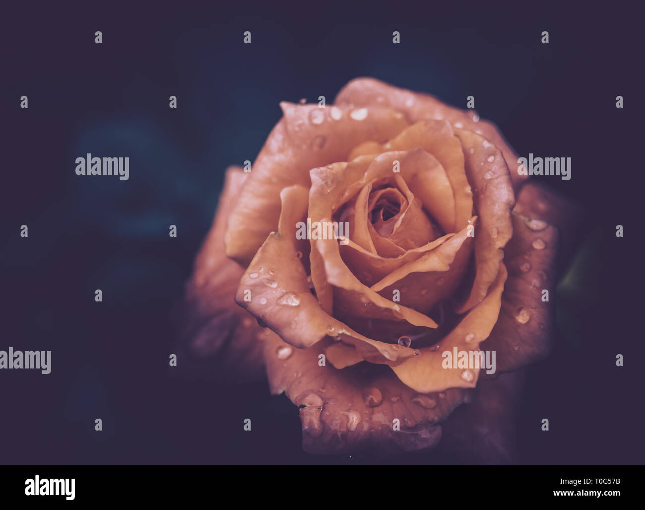 Beautiful Single Rose with Waterdrops on Black Background, Vintage ...