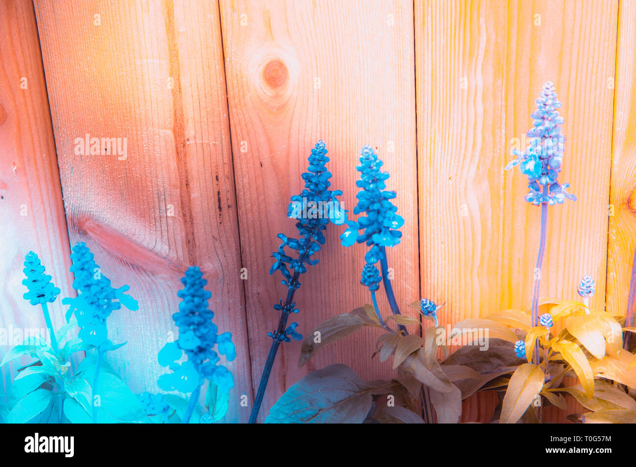 dramatic flower background Stock Photo - Alamy