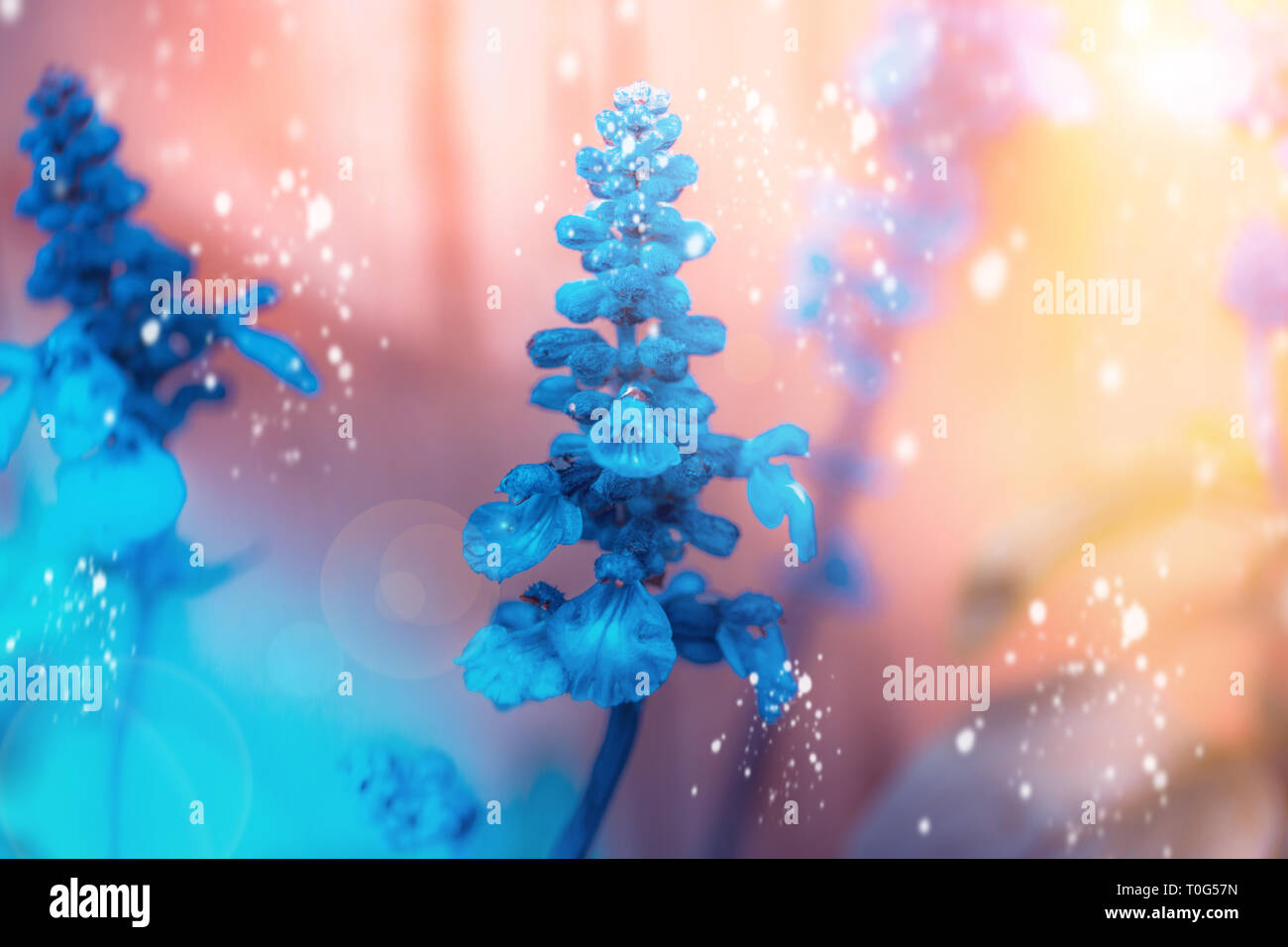 dramatic flower background Stock Photo - Alamy