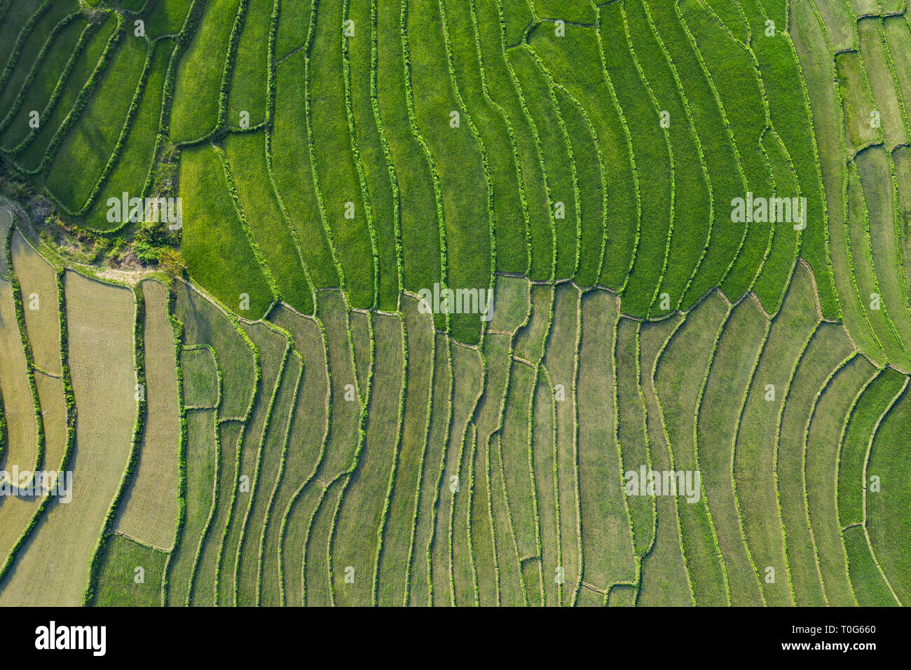 Rice terrace aerial hi-res stock photography and images - Alamy