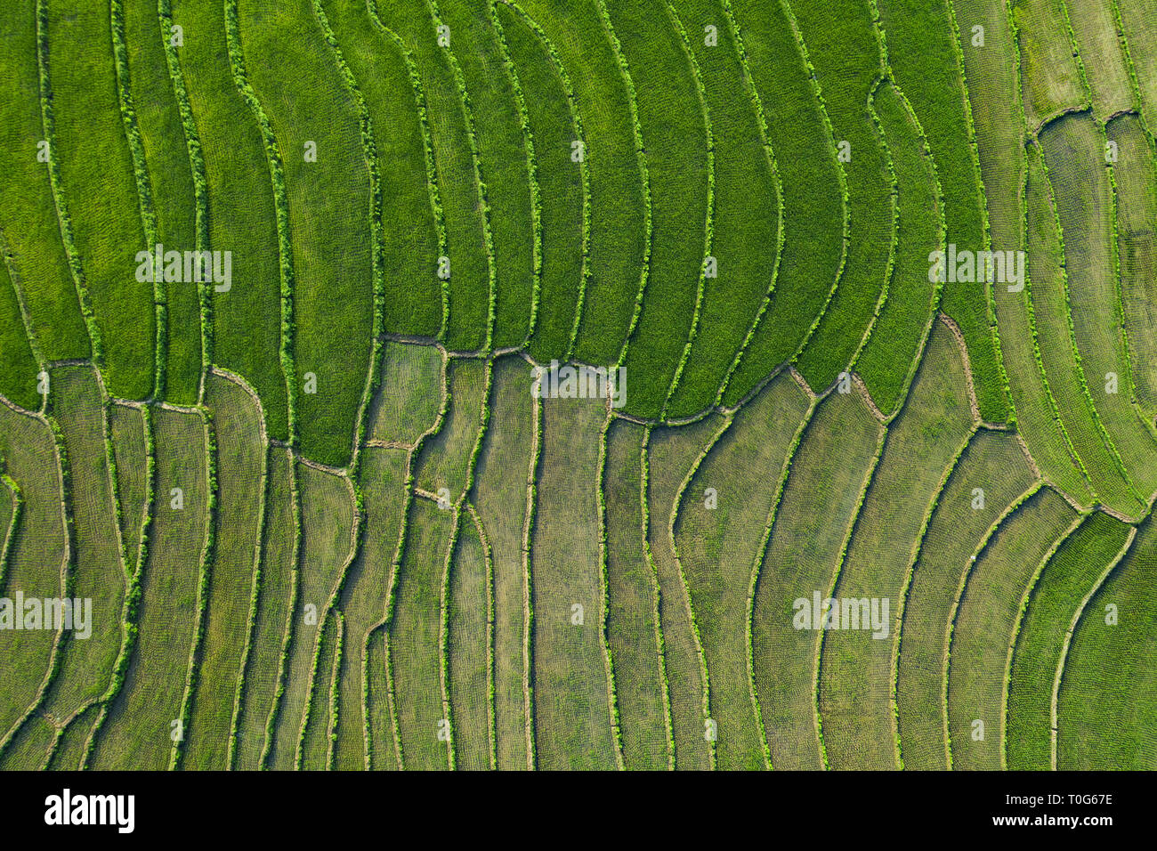 Rice terrace aerial hi-res stock photography and images - Alamy