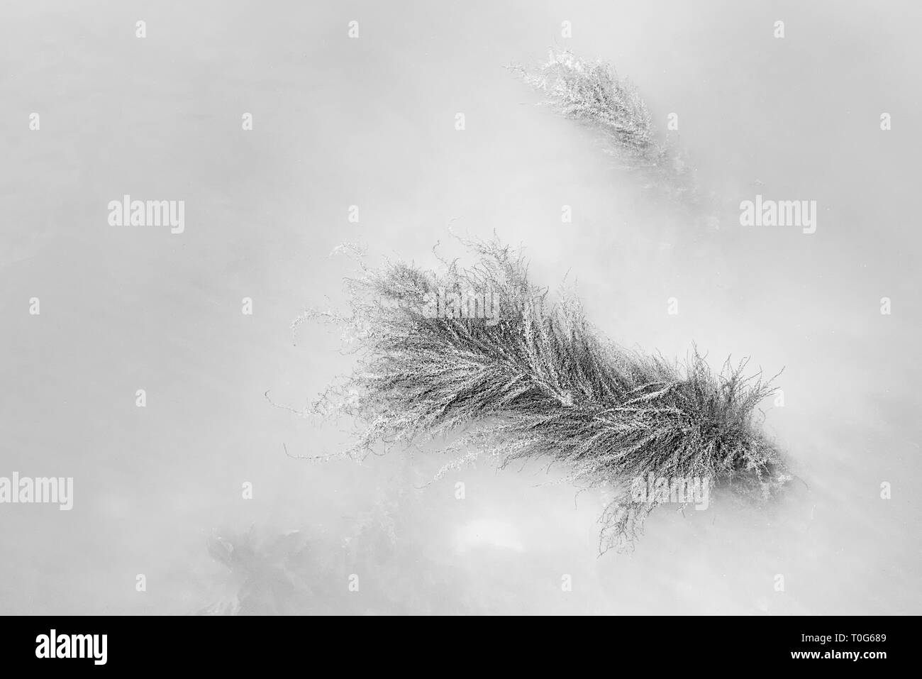 Floating seaweed Black and White Stock Photos & Images - Alamy