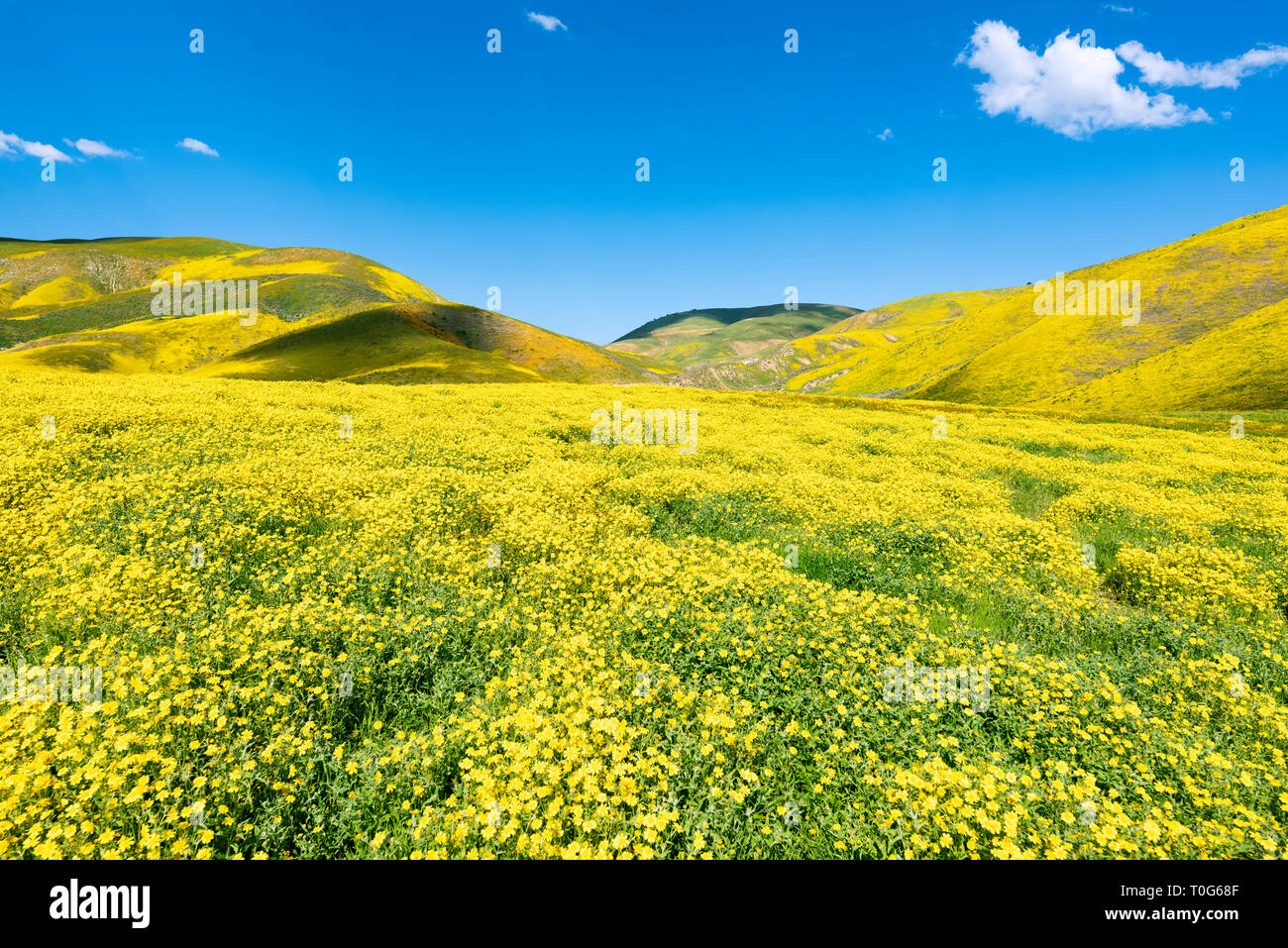 Beautiful spring yellow california flowers hi-res stock photography and ...