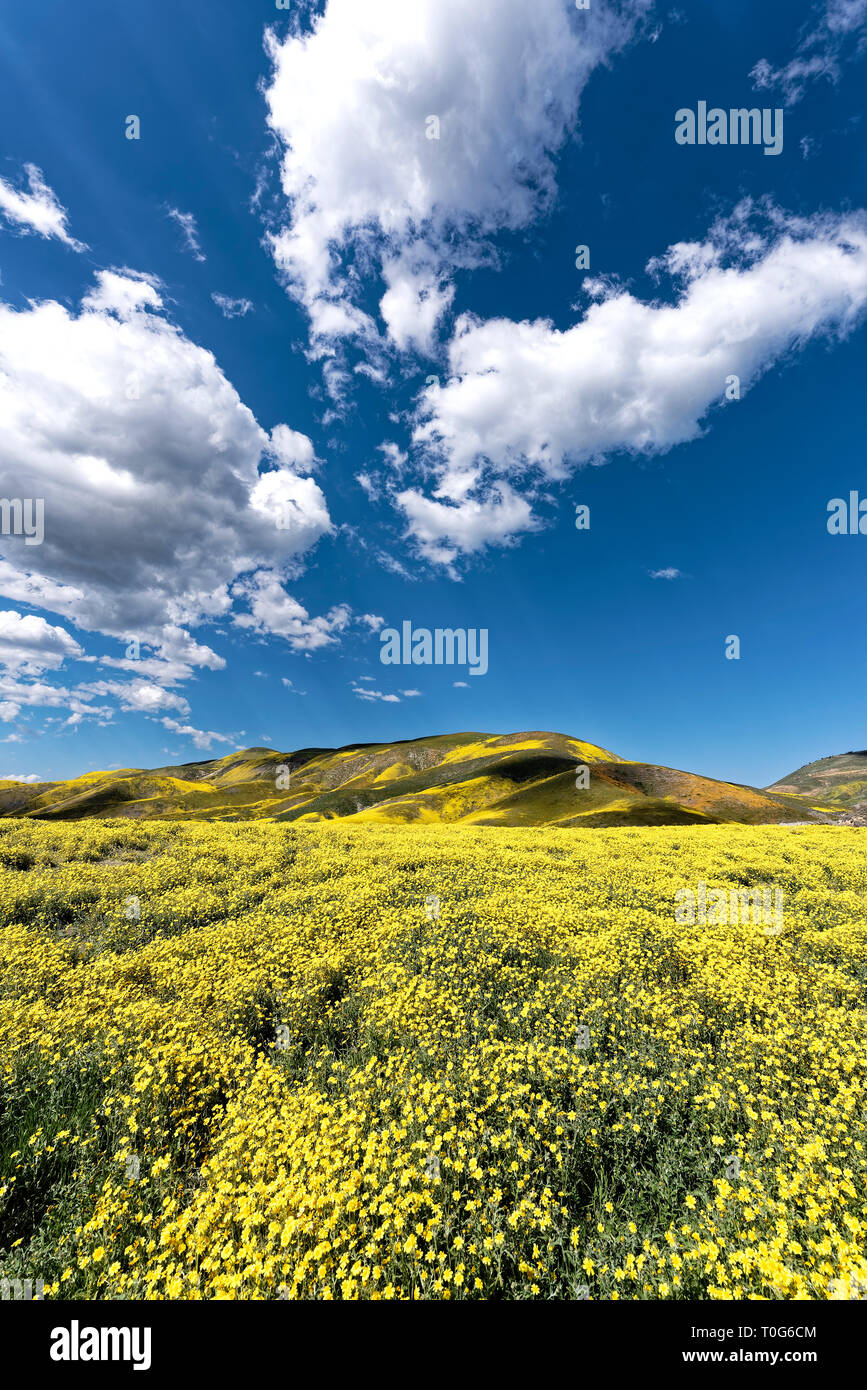 High definition flowers hi-res stock photography and images - Alamy