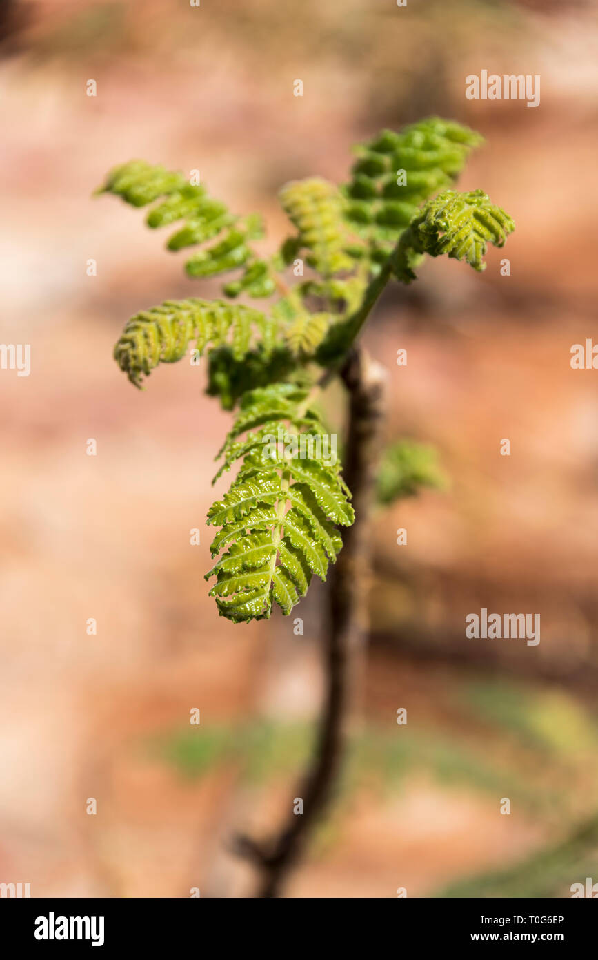 Boswellia sacra (commonly known as frankincense or olibanum-tree ...