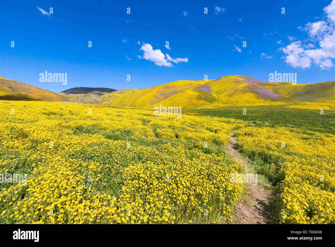 America flowers hi-res stock photography and images - Alamy