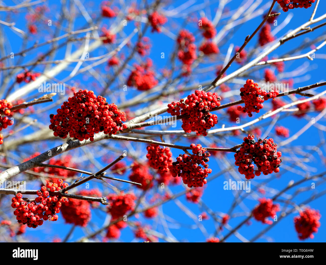 many red small berries of tree called sorbus aucuparia or sorbo degli ...