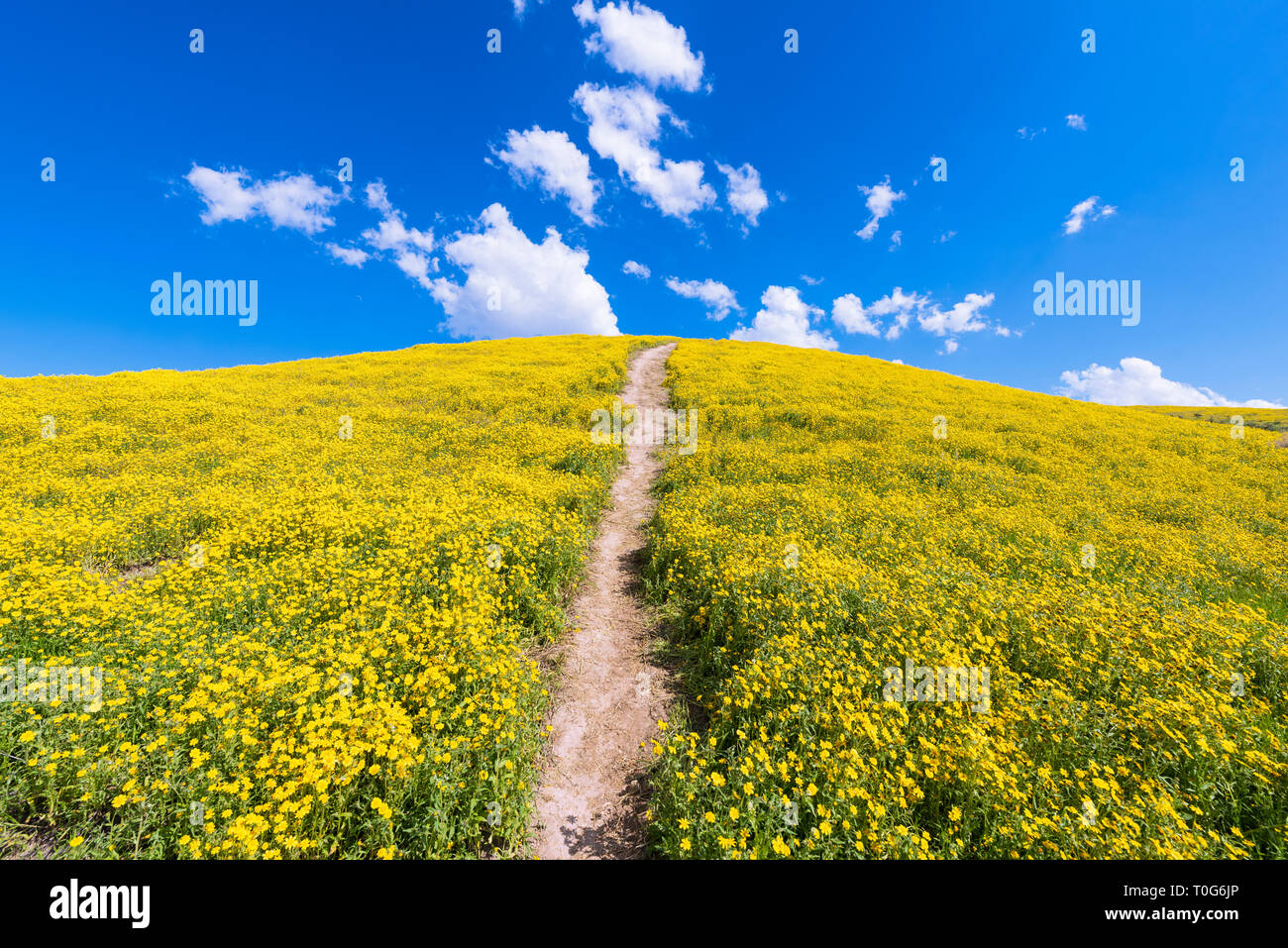 America flowers hi-res stock photography and images - Alamy