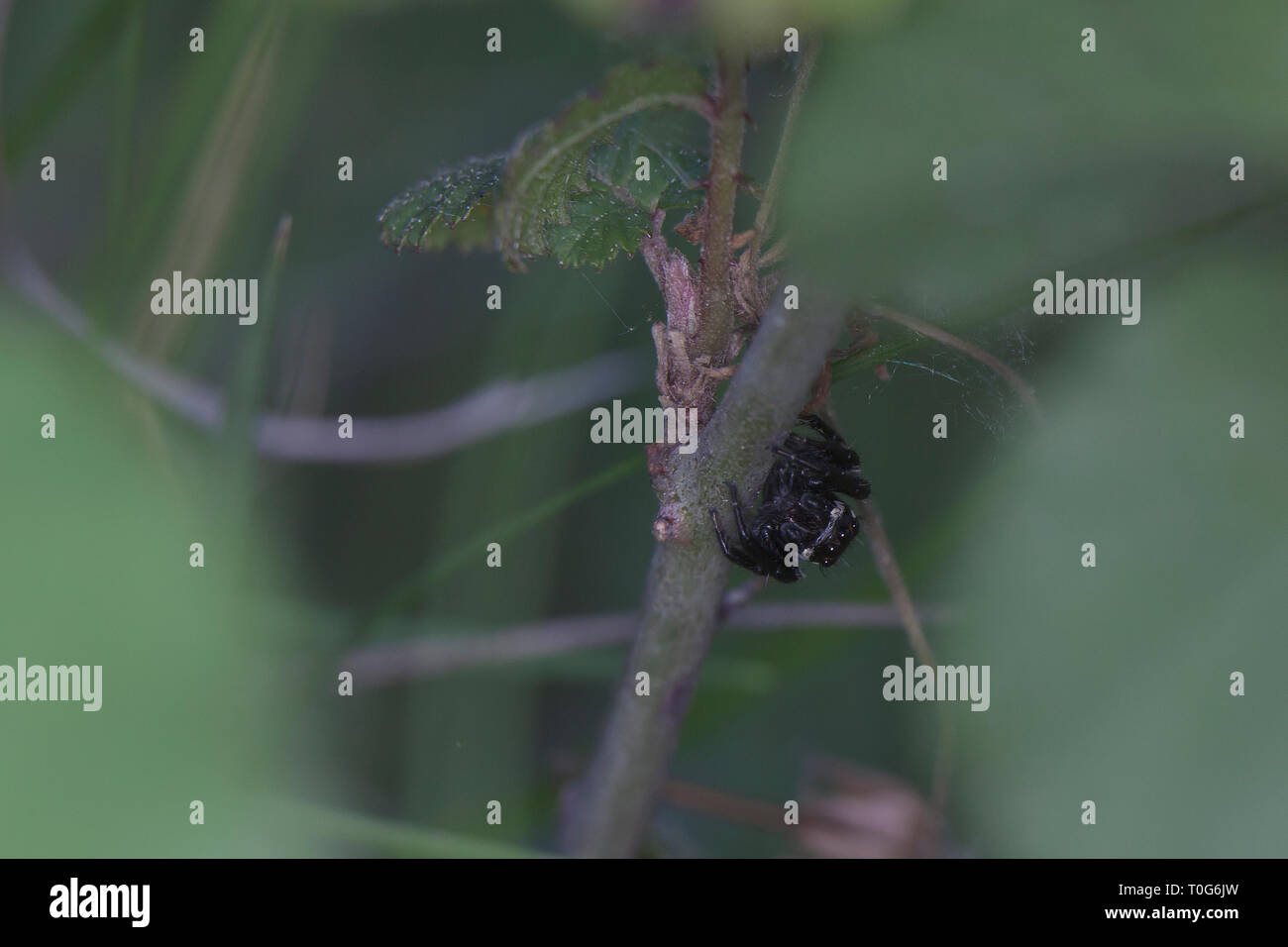 Jumping spider waiting for prey. The vegetation is the prevailing ...
