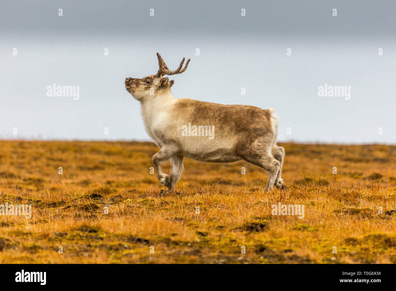 Svalbard reindeer running on the tundra in summer at Svalbard ...