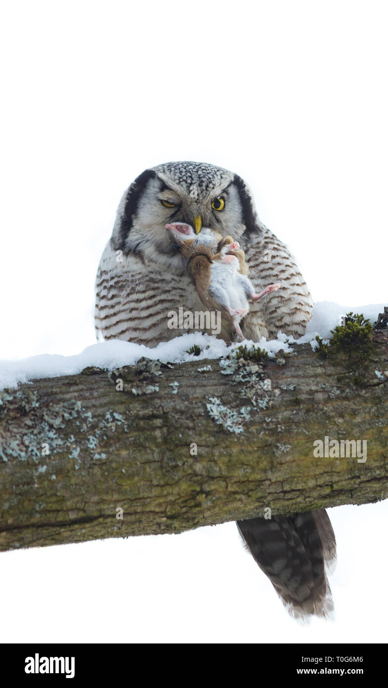 Prey mouse hi-res stock photography and images - Alamy