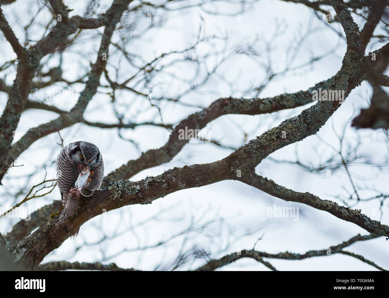 Northern hawk-owl with prey mouse Stock Photo - Alamy
