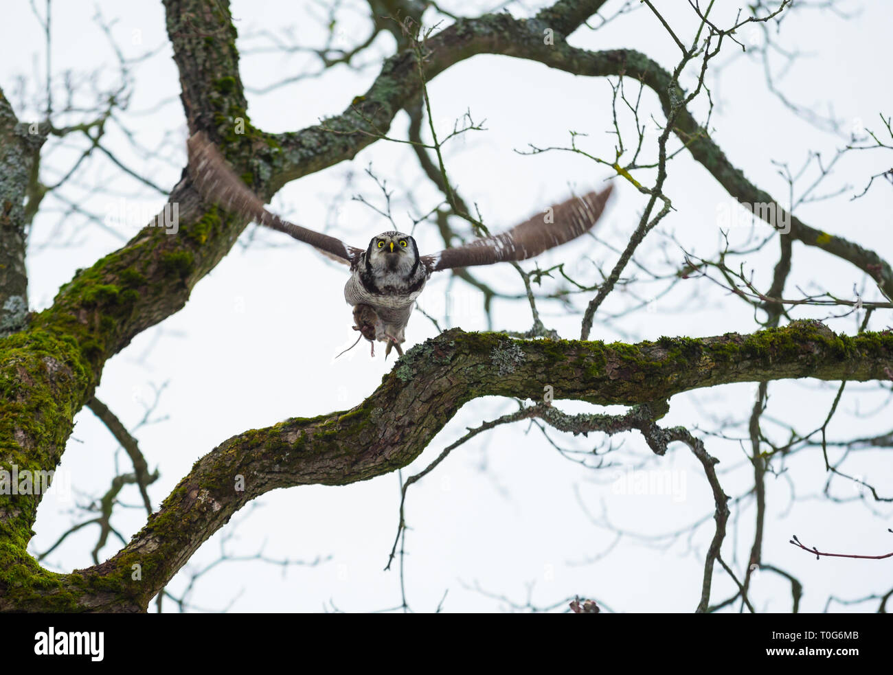 Hawkowl hi-res stock photography and images - Alamy