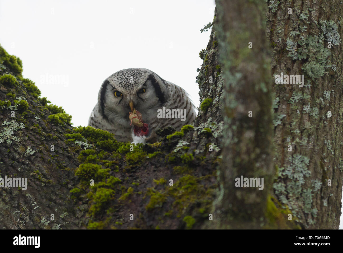 Prey mouse hi-res stock photography and images - Alamy