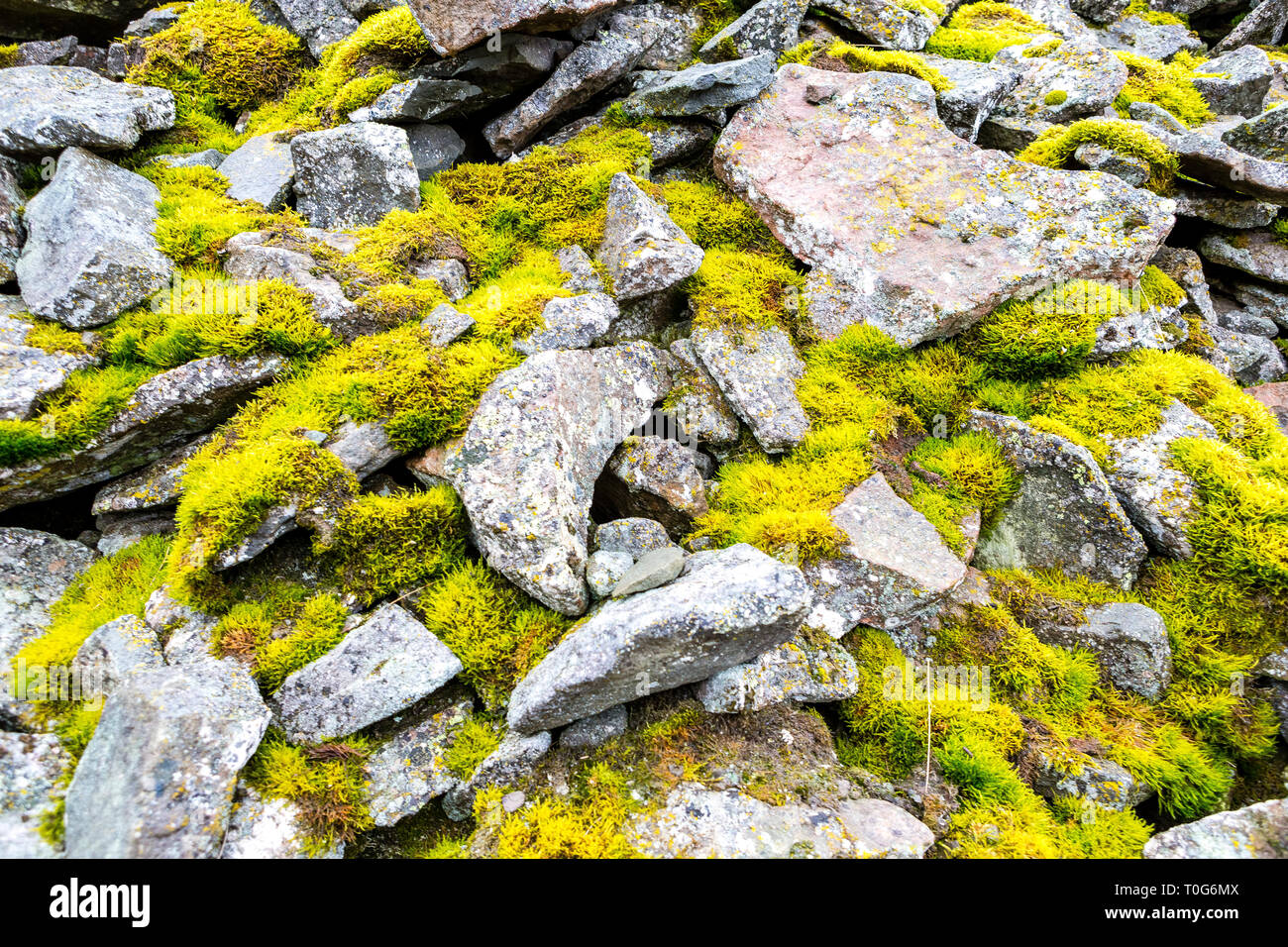 Arctic lichens hi-res stock photography and images - Alamy