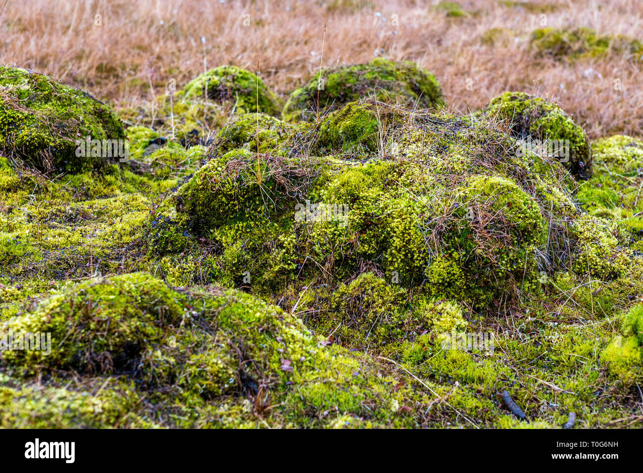 Arctic lichens hi-res stock photography and images - Alamy