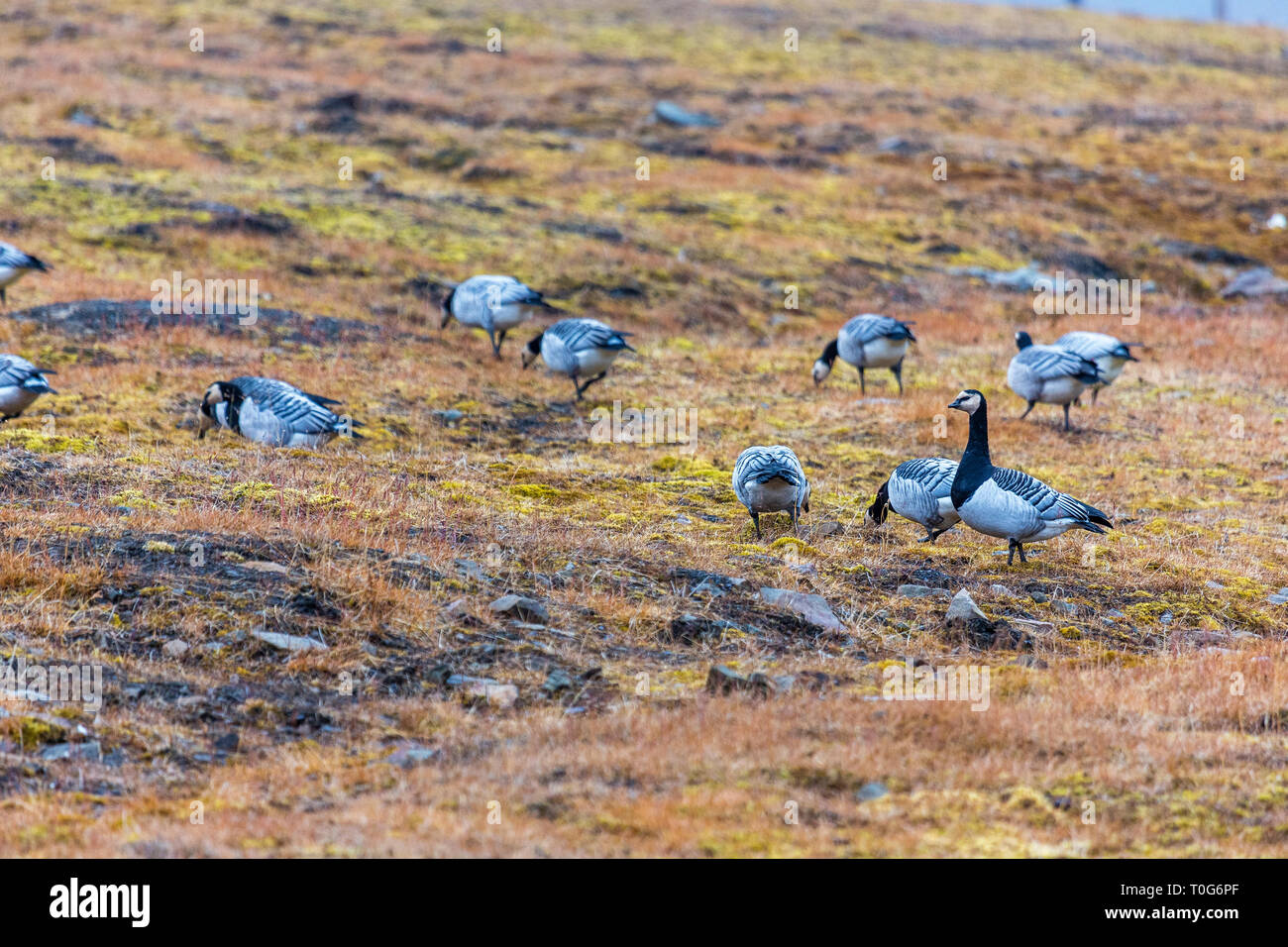 Group off Barnacle goose in arctic. Svalbard, Norway Stock Photo - Alamy