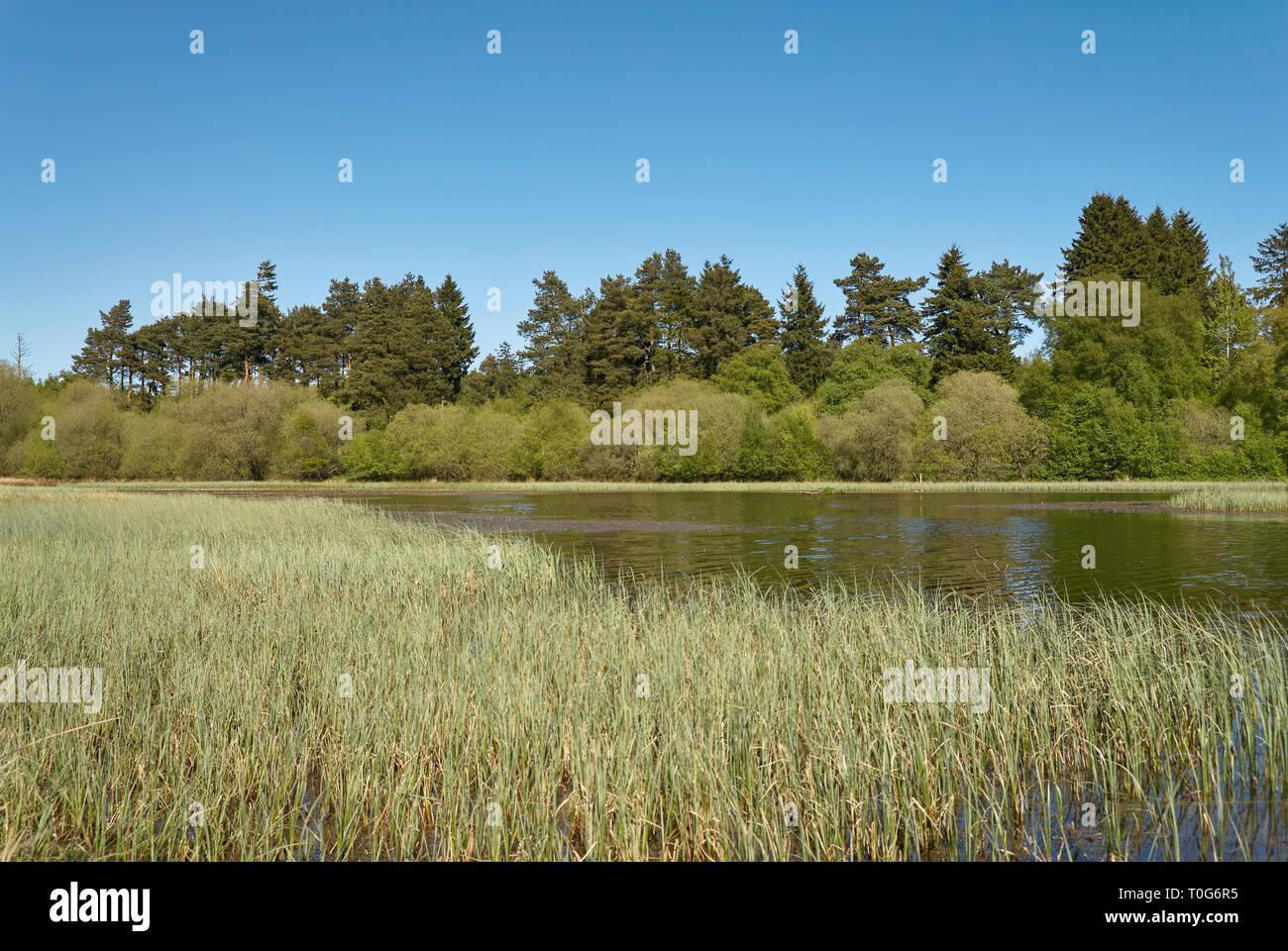 Reed beds lying flat in the water hi-res stock photography and images ...
