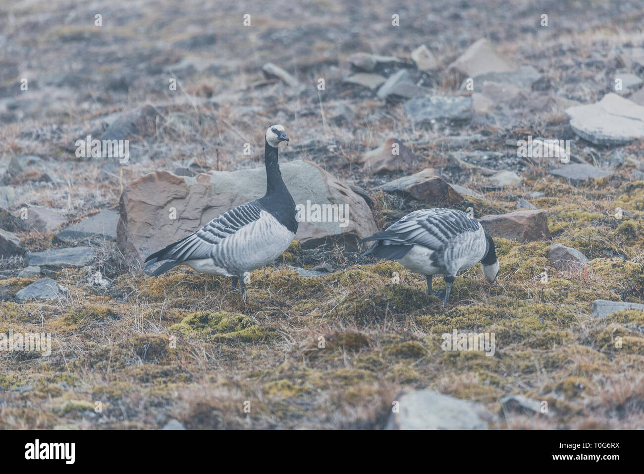 One couple Barnacle goose in arctic. Svalbard, Norway Stock Photo - Alamy
