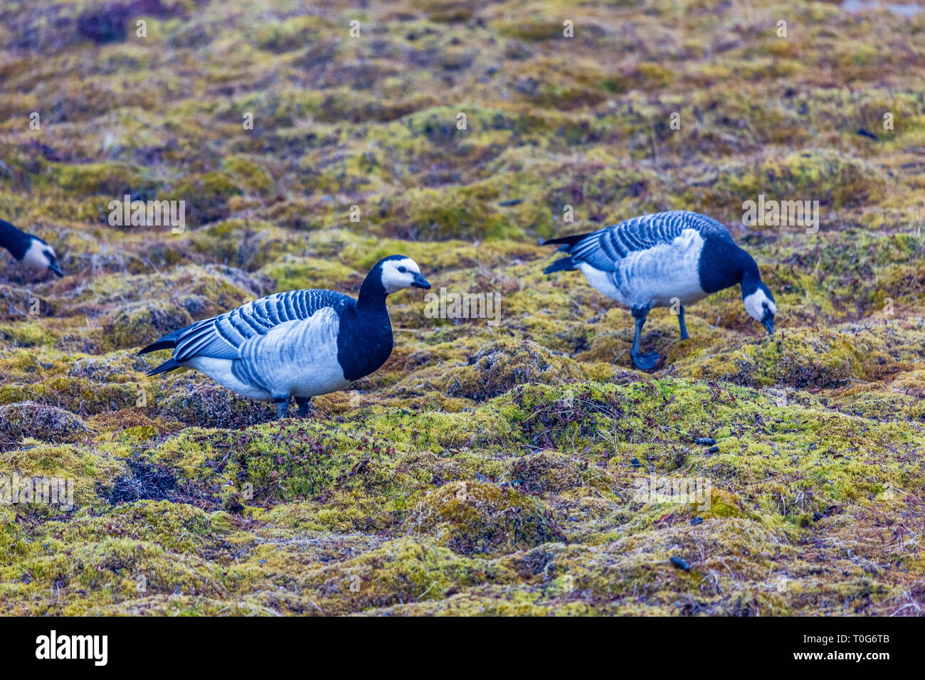 Group off Barnacle goose in arctic. Svalbard, Norway Stock Photo - Alamy