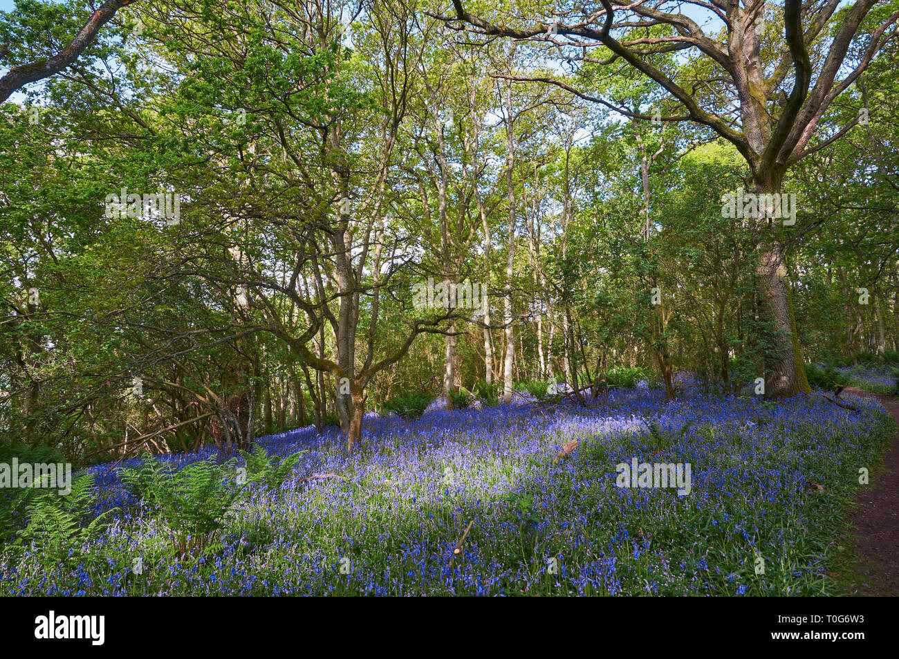 Scottish Bluebell High Resolution Stock Photography and Images - Alamy