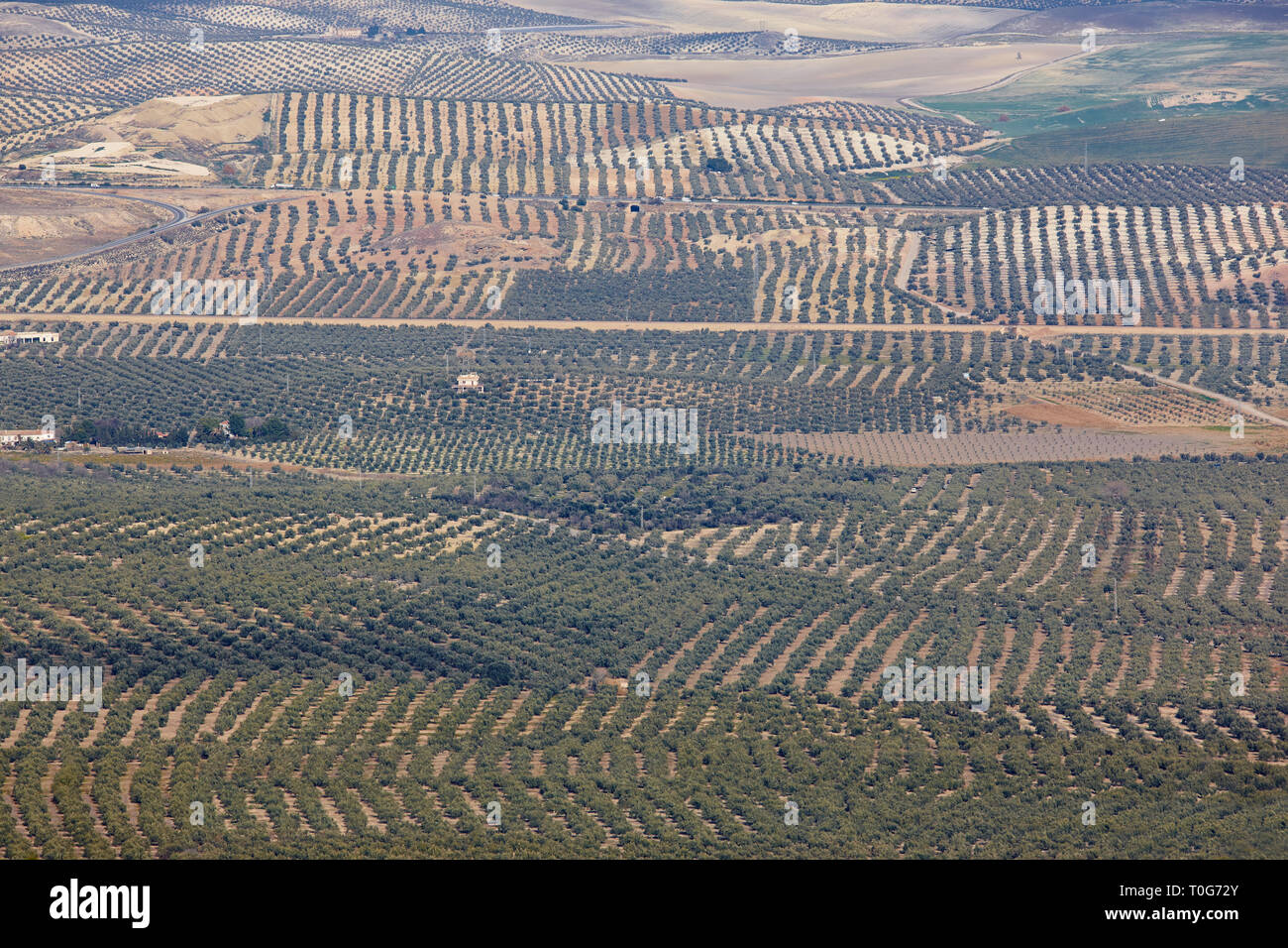 Olive tree fields in Andalusia. Spanish agricultural harvest landscape ...