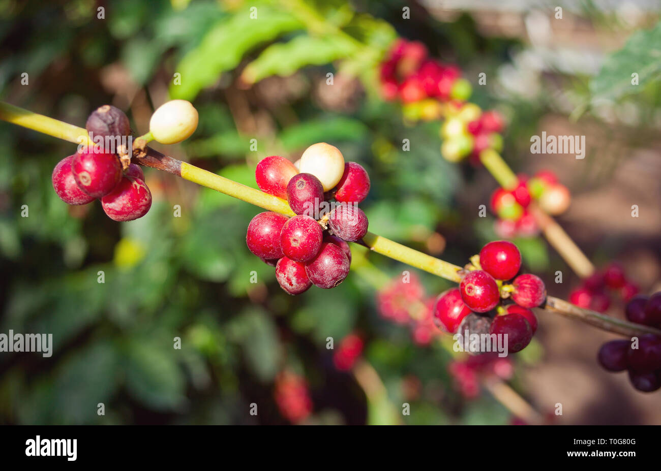 Jamaica coffee farm hi-res stock photography and images - Alamy